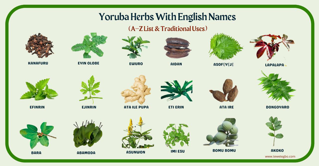 A–Z List of Yoruba Herbs With English Names and Traditional Uses